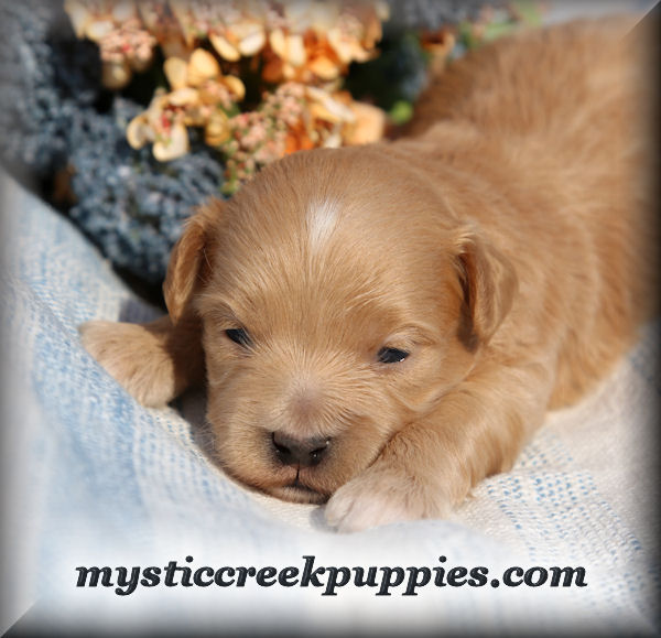 Available Maltepoo or Maltipoo puppies for sale from Mystic Creek