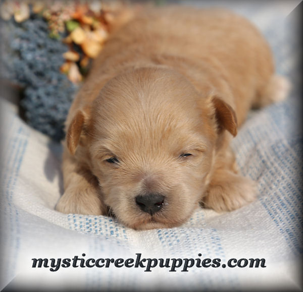 Available Maltepoo or Maltipoo puppies for sale from Mystic Creek