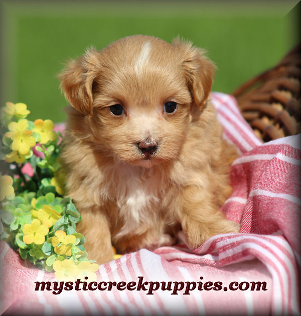 Available Maltepoo or Maltipoo puppies for sale from Mystic Creek